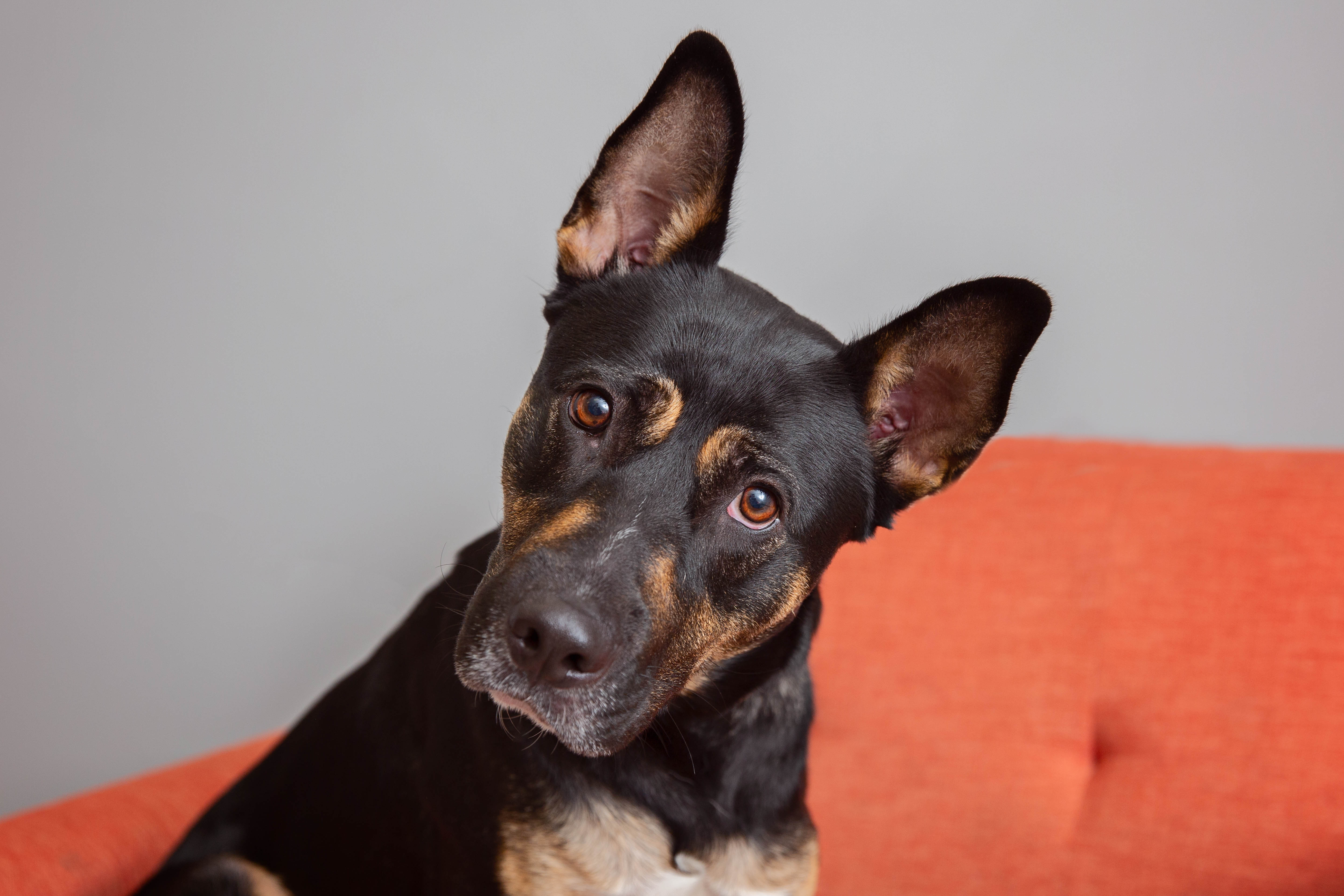 Embracing Change in Animal Welfare | Best Friends Animal Society