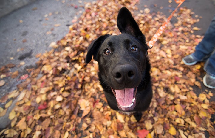 Cat & Dog Fostering in Houston | Best Friends Animal Society