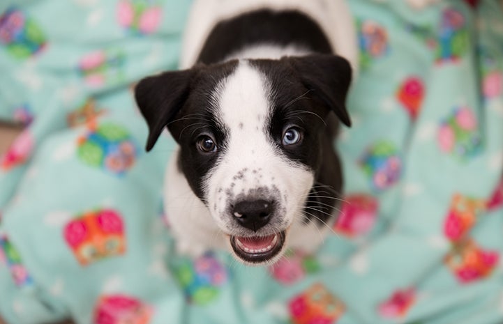 National Puppy Day Is March 23 | Best Friends Animal Society