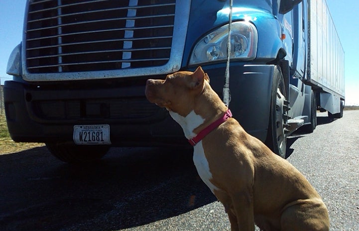 Dog Copilot Adopted by Trucker | Best Friends Animal Society