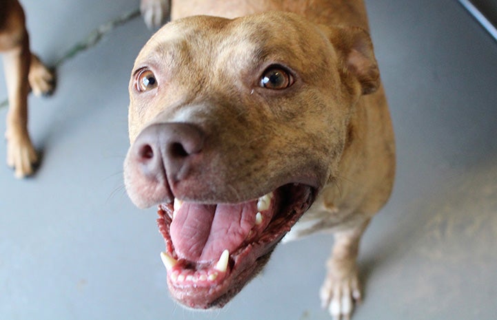 Underdog Adopted by Big Family | Best Friends Animal Society