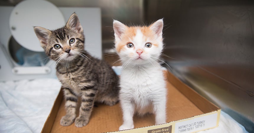 Celebrating powerful change and collective impact: Animal welfare ...