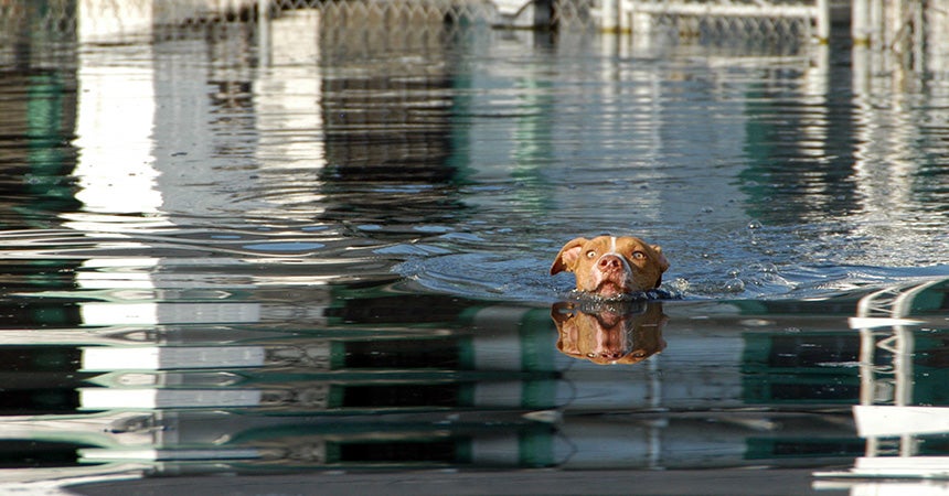 Remembering Hurricane Katrina | Best Friends Animal Society