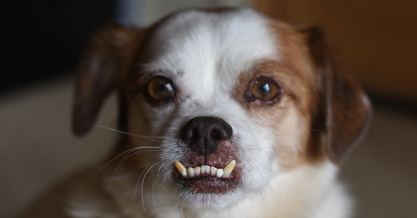 Let's celebrate the mutt every day! | Best Friends Animal Society