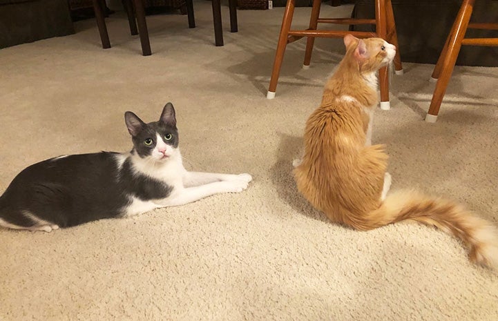 Once BFFs and now brothers, two cats team up and are adopted together ...