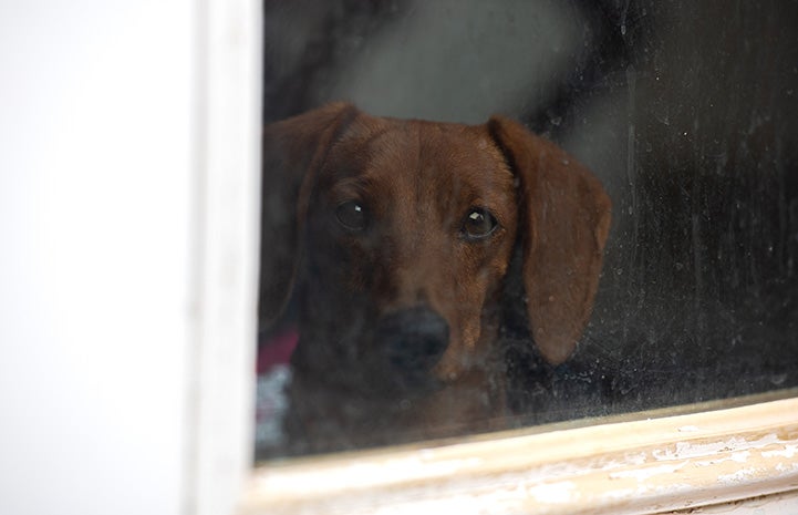 6 stay-at-home survival tips from animals at Best Friends | Best ...