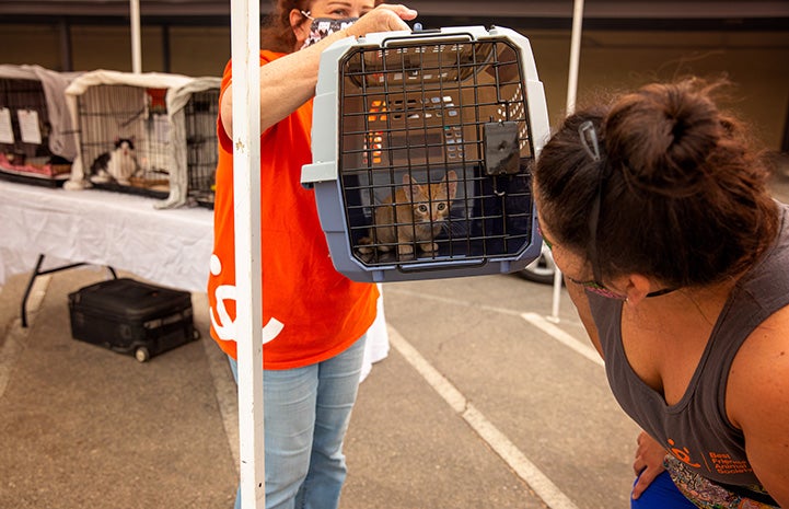 72 kittens adopted at drive-through event | Best Friends Animal Society