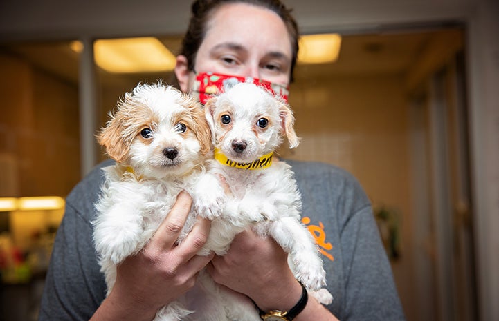 Best Friends L.A. during COVID-19 pandemic | Best Friends Animal Society