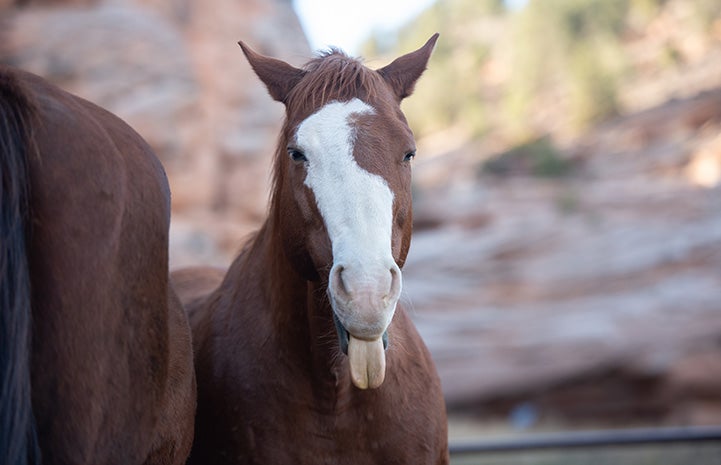 7 cute animal shenanigans | Best Friends Animal Society