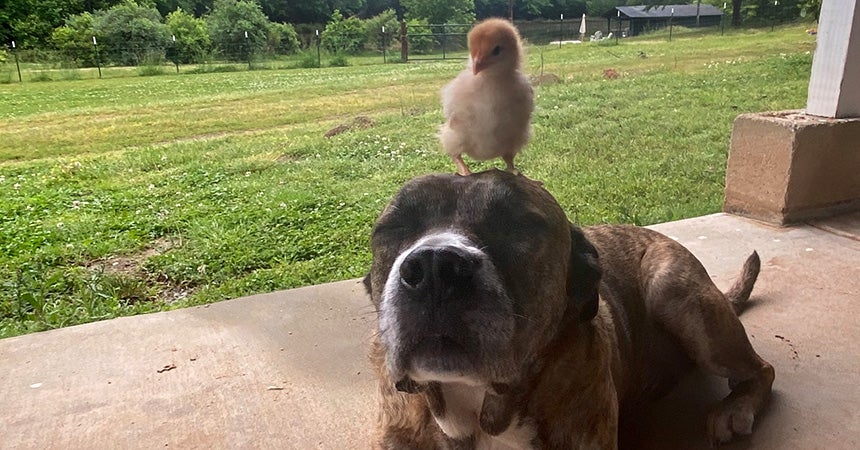 The art of mindfulness with a chicken on your head | Best Friends ...