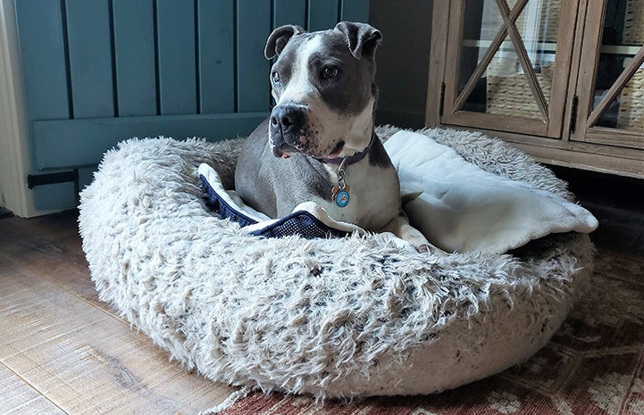 Once overlooked and out of time, senior pit bull terrier is now happy ...