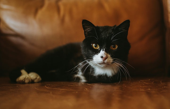 Cat lives his best life on two legs | Best Friends Animal Society