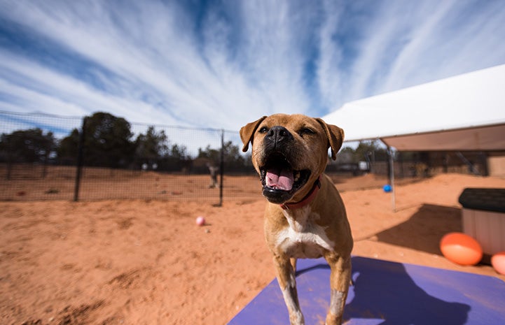 Behind the scenes with Vicktory dog Meryl | Best Friends Animal Society