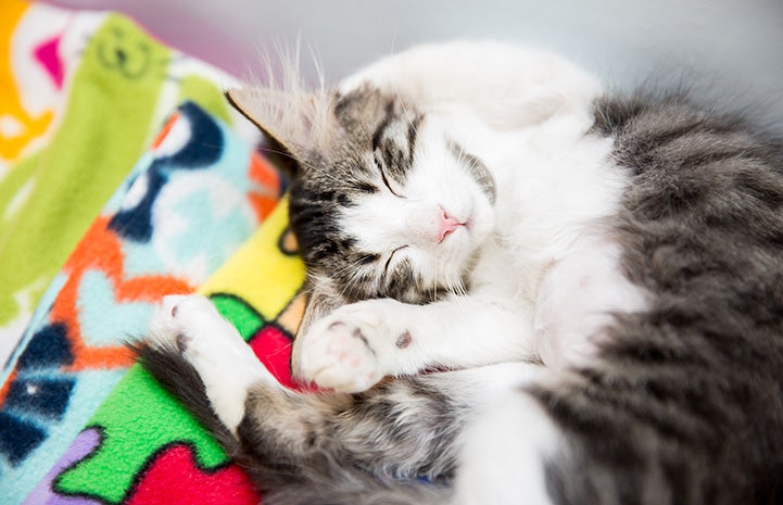 5 animal videos to bring you calm | Best Friends Animal Society