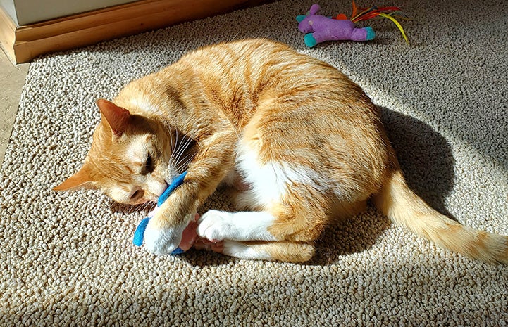 The cat who changed her mind | Best Friends Animal Society