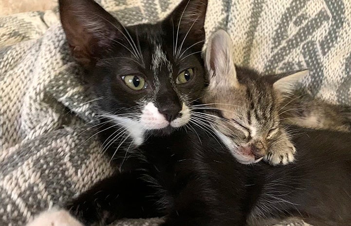 Father's Day and fostering kittens | Best Friends Animal Society
