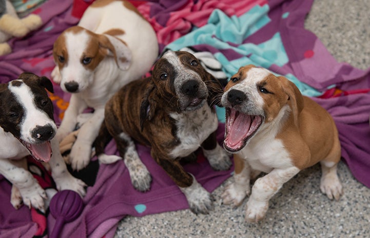 Have a howling Hug Your Hound Day | Best Friends Animal Society