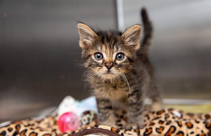 10 videos for national kitten day | Best Friends Animal Society