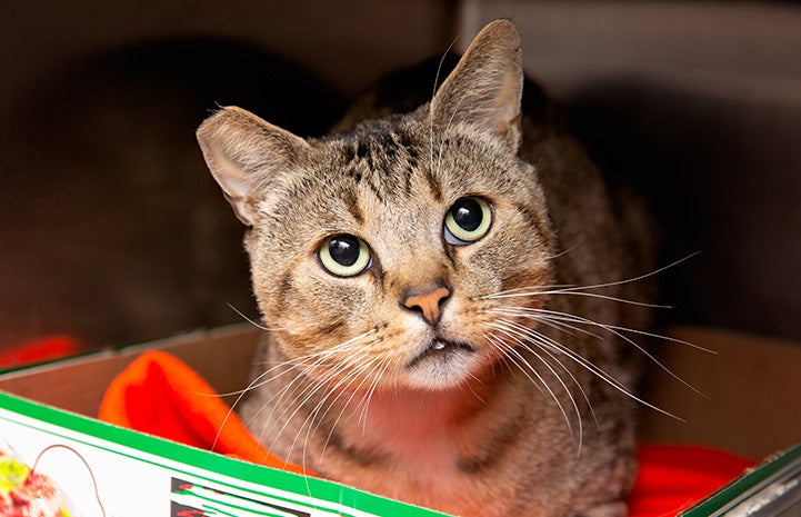 5 acts of kindness from animal-loving heroes | Best Friends Animal Society