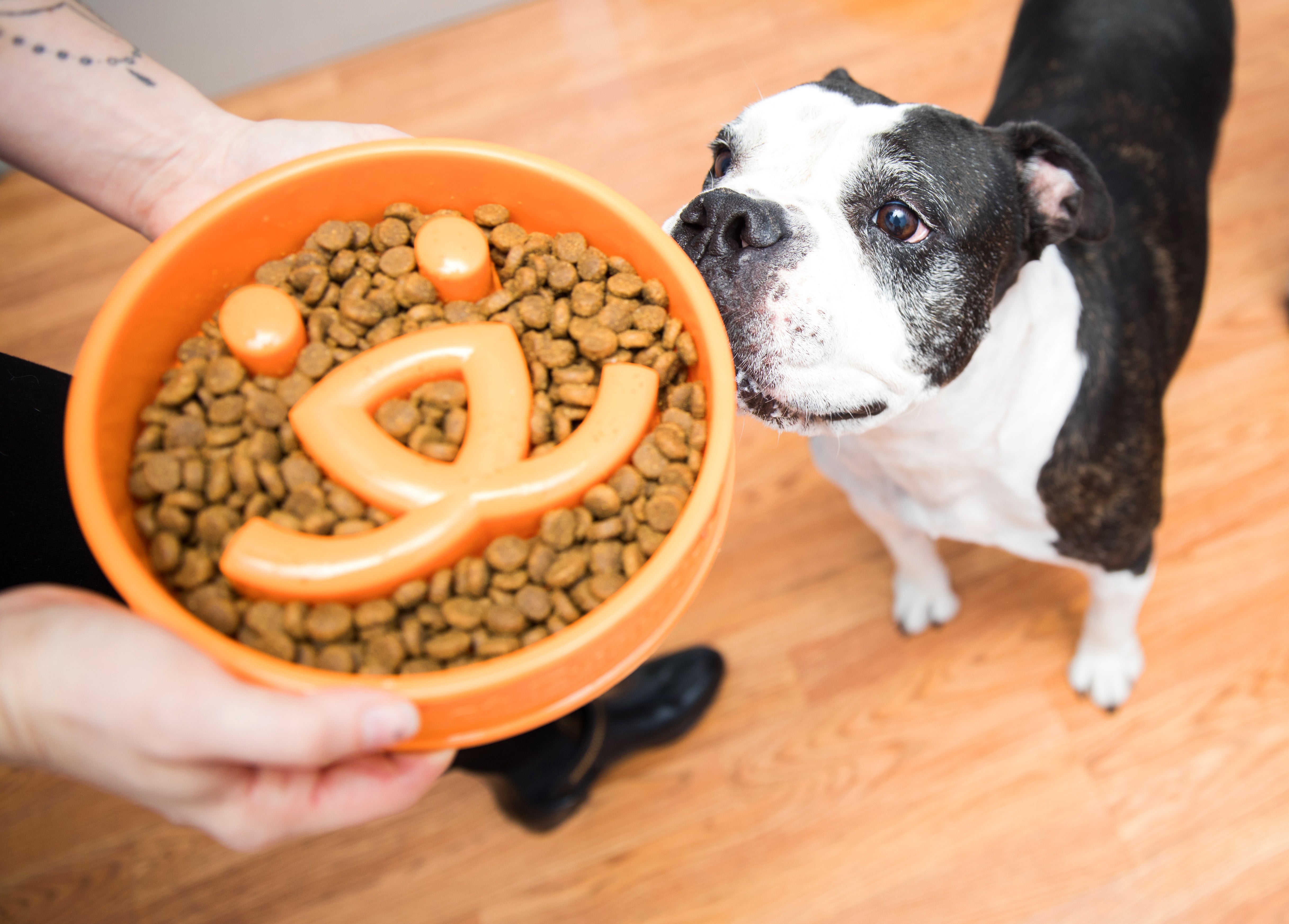 Community Pet Services and Pantry | Best Friends Animal Society