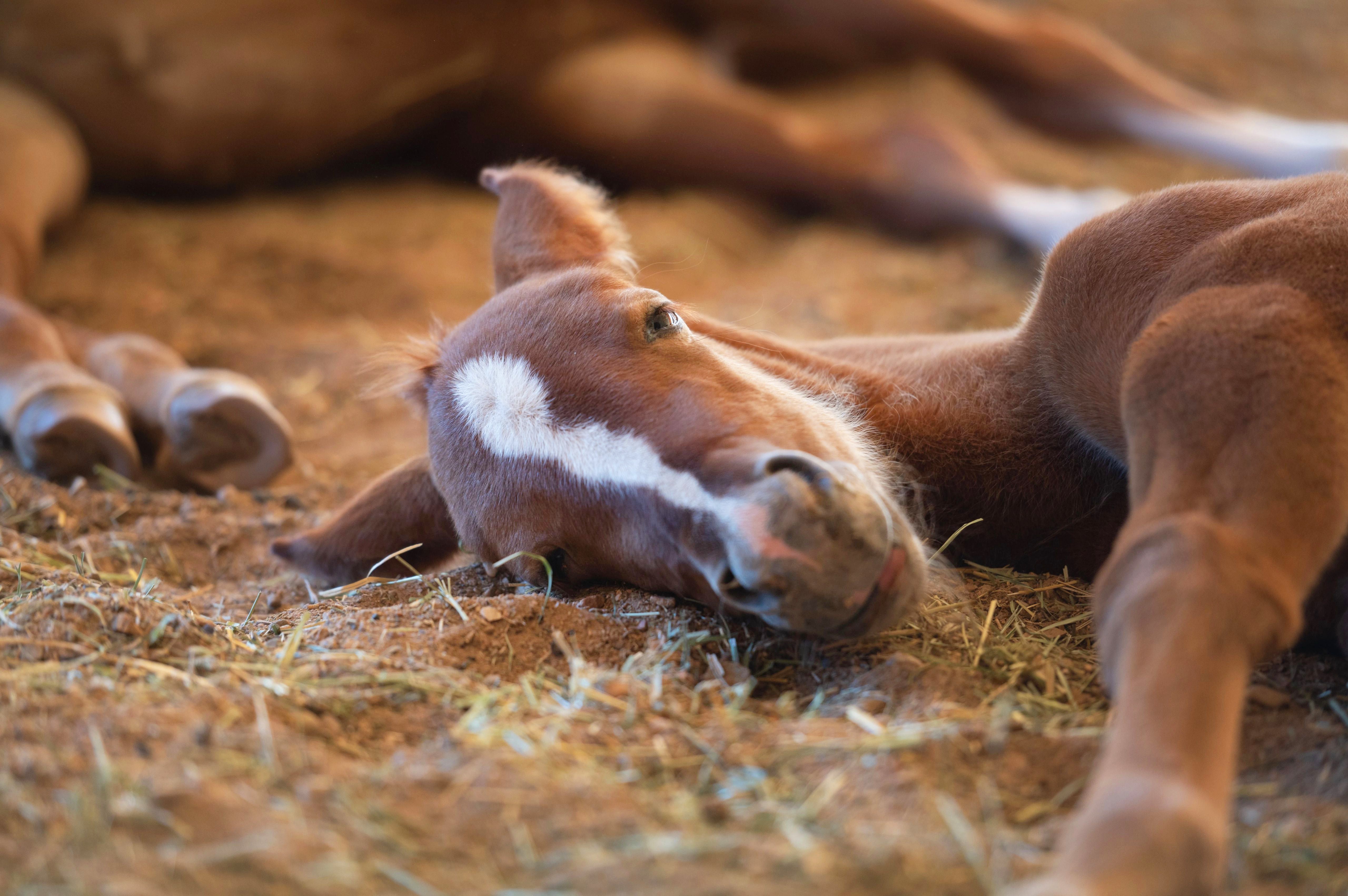 First frolicking foals born at Best Friends | Best Friends Animal ...