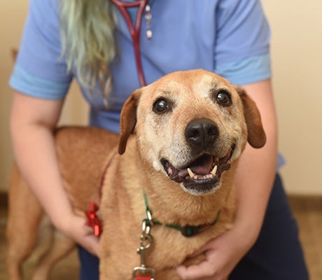 Help expand access to routine vet care | Best Friends Animal Society