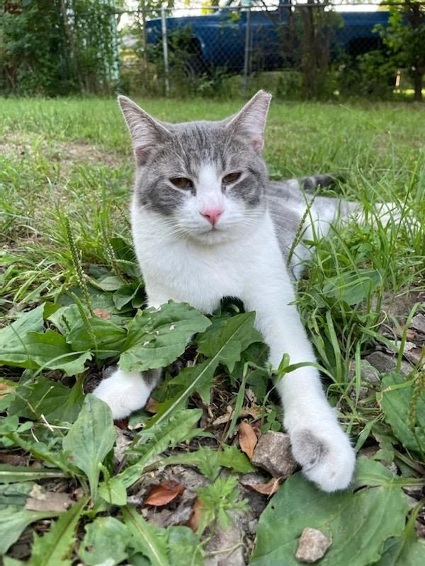 Protect Local Community Cats | Best Friends Animal Society