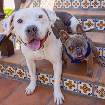 Thank your governor for declaring October "Adopt a Shelter Dog Month ...