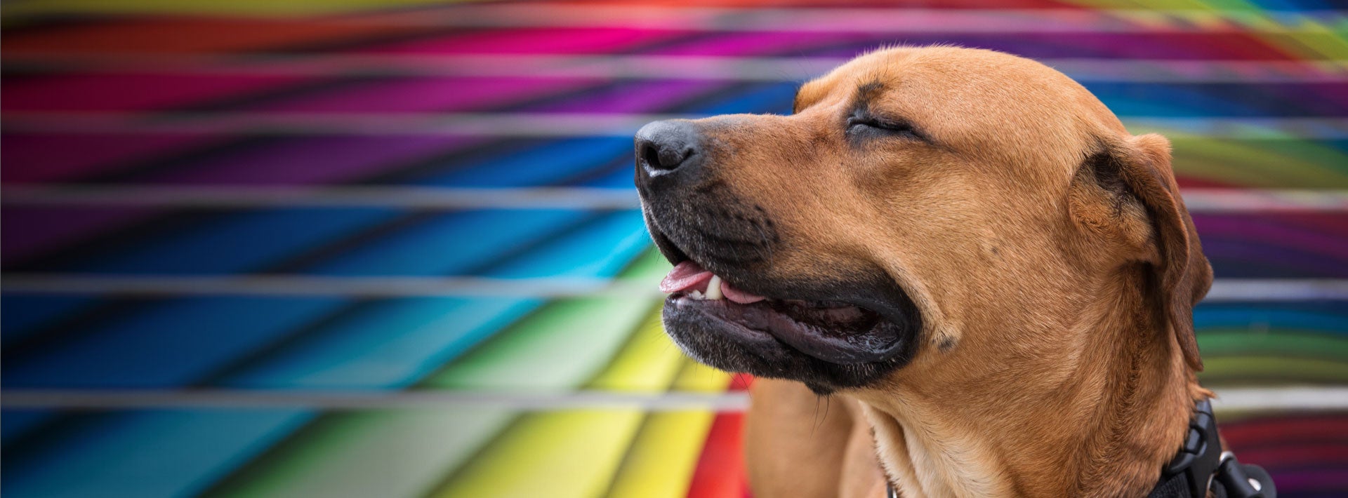 Privacy Policy | Best Friends Animal Society - Save Them All