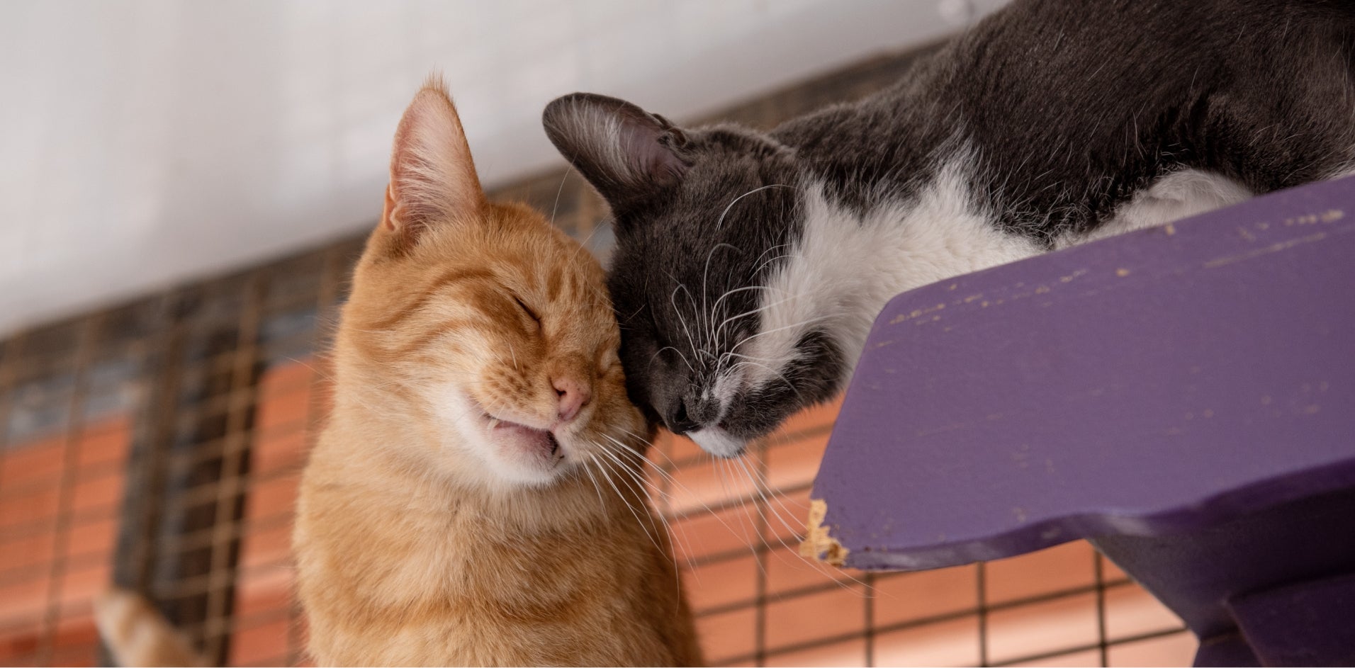 Good Friends Cats Best Friends" Cats Greeting Card – Sugar Bunny