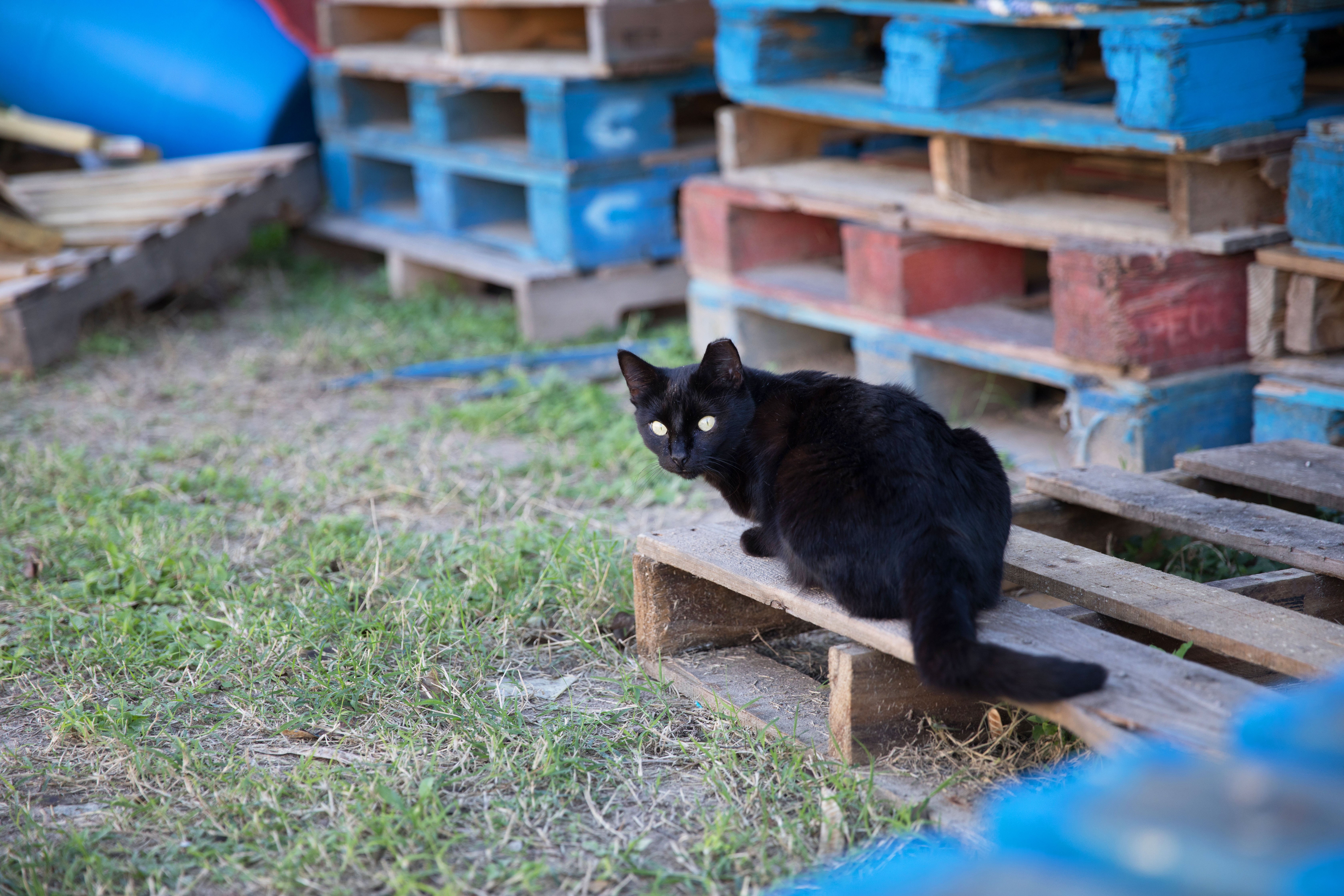 How to protect cats in your community | Best Friends Animal Society