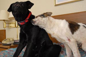 Iraq Street Dogs | Best Friends Animal Society