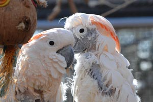 All-Weather Aviary | Best Friends Animal Society
