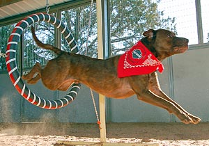 Shelter Dog to Become Narcotics Dog | Best Friends Animal Society