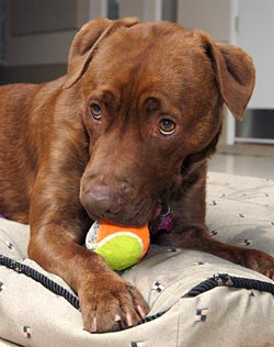Shelter Dog to Become Narcotics Dog | Best Friends Animal Society
