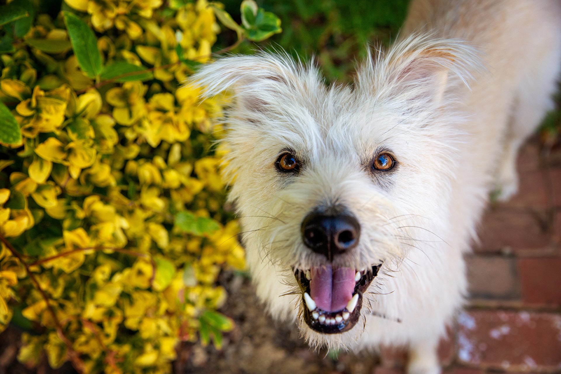Fundraising | Best Friends Animal Society