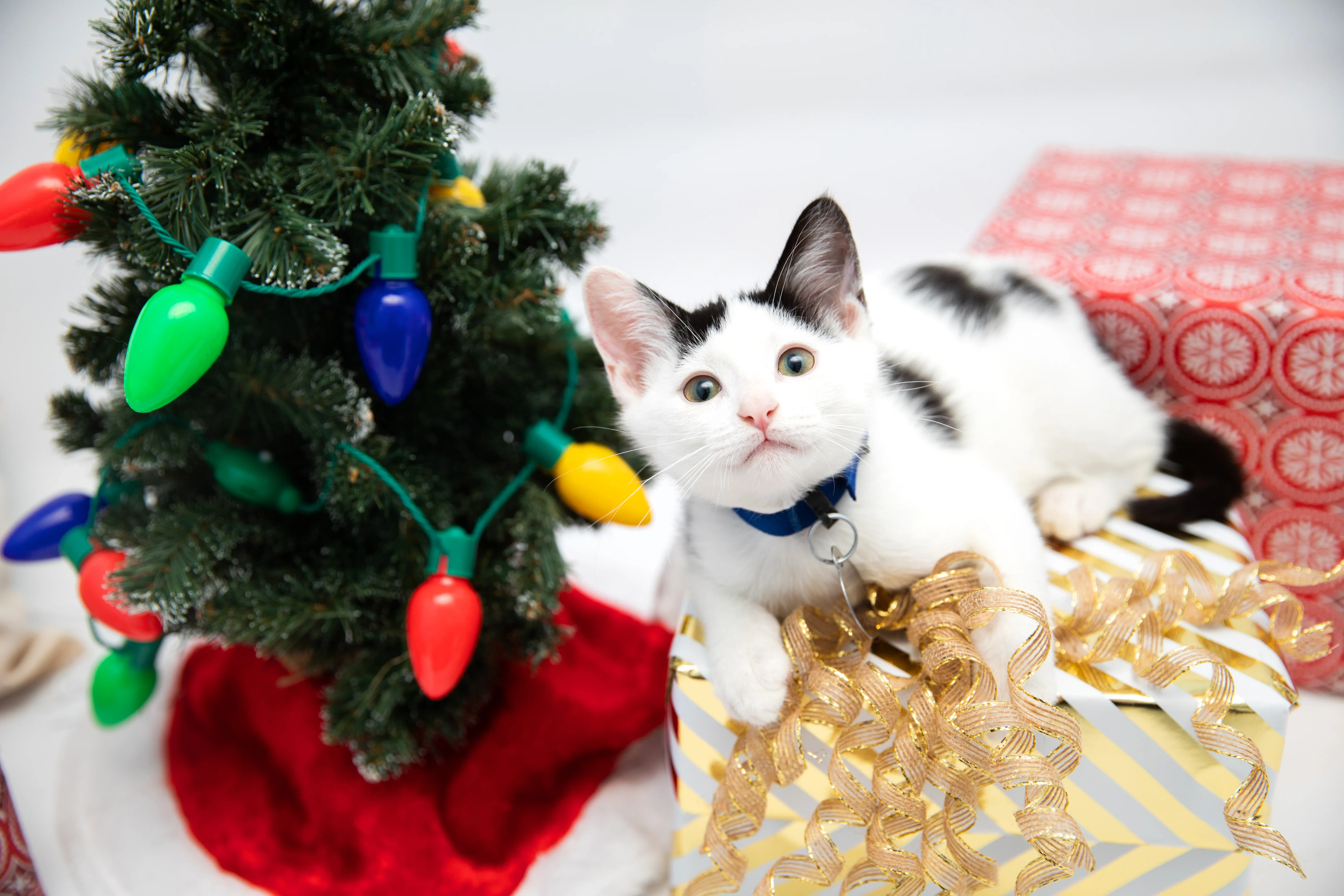 We, and the animals, are grateful for your kindness and compassion ...