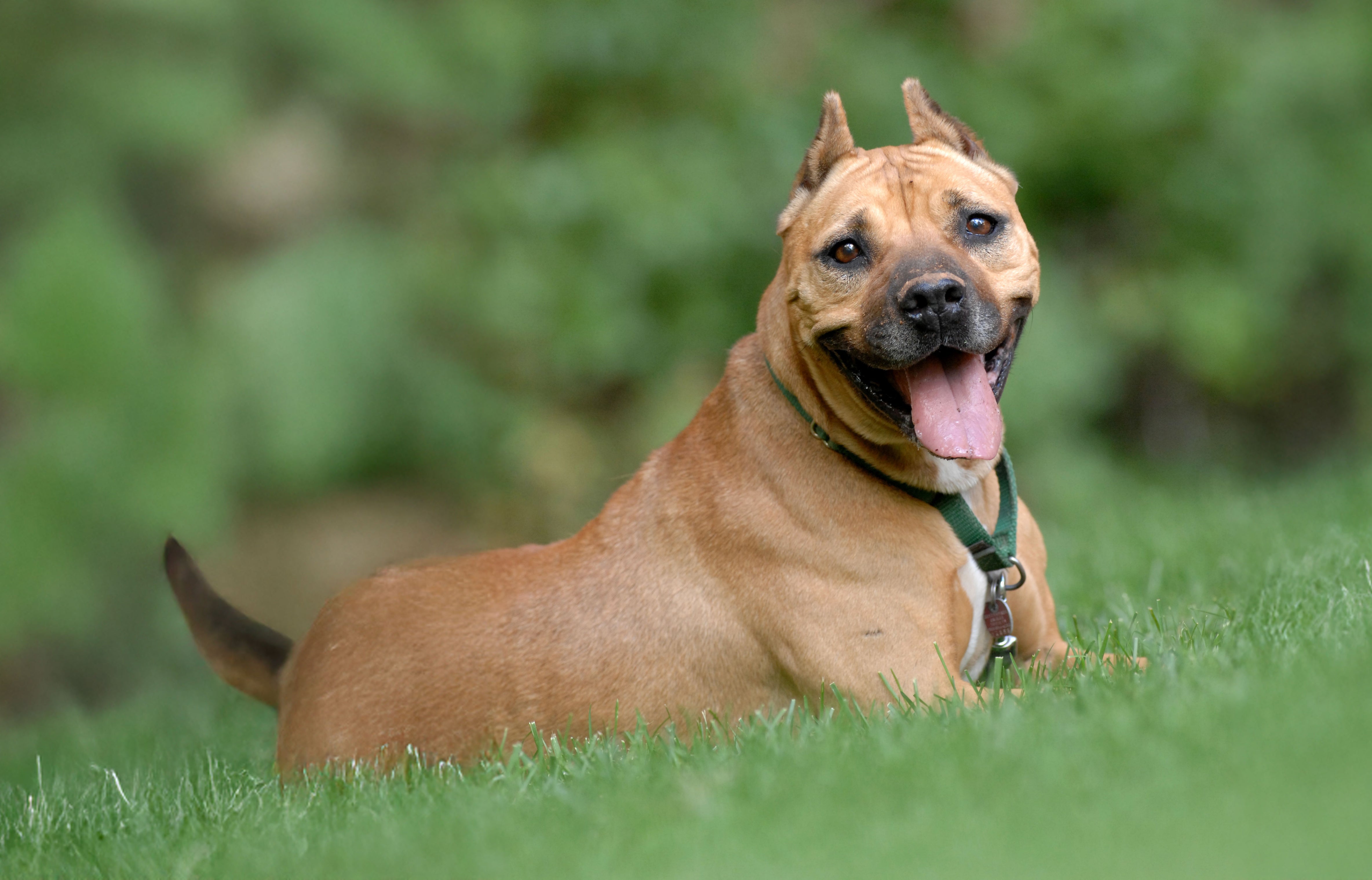 Remembering the Vicktory Dogs | Best Friends Animal Society