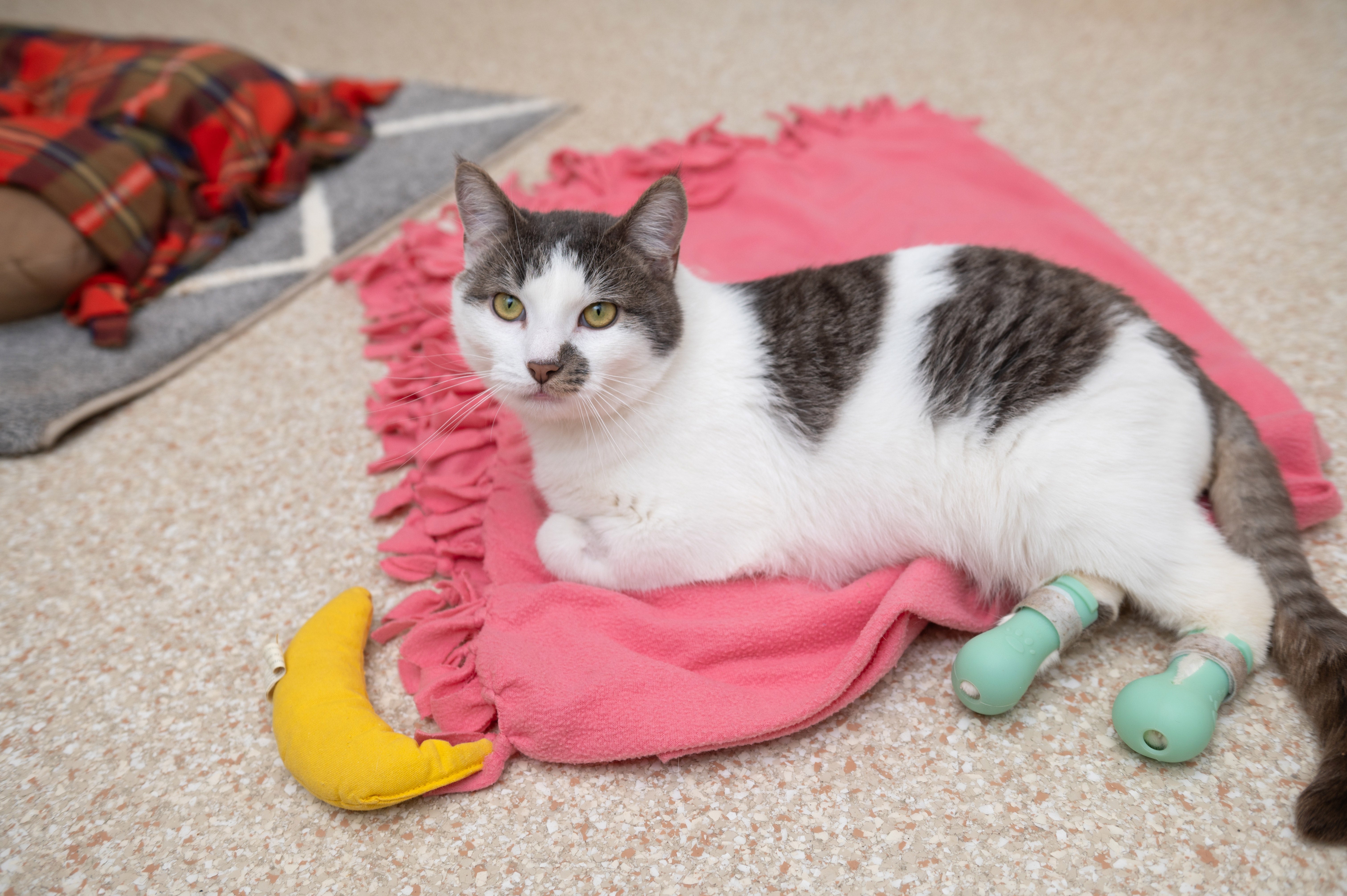 Meet the cat who wears boots | Best Friends Animal Society