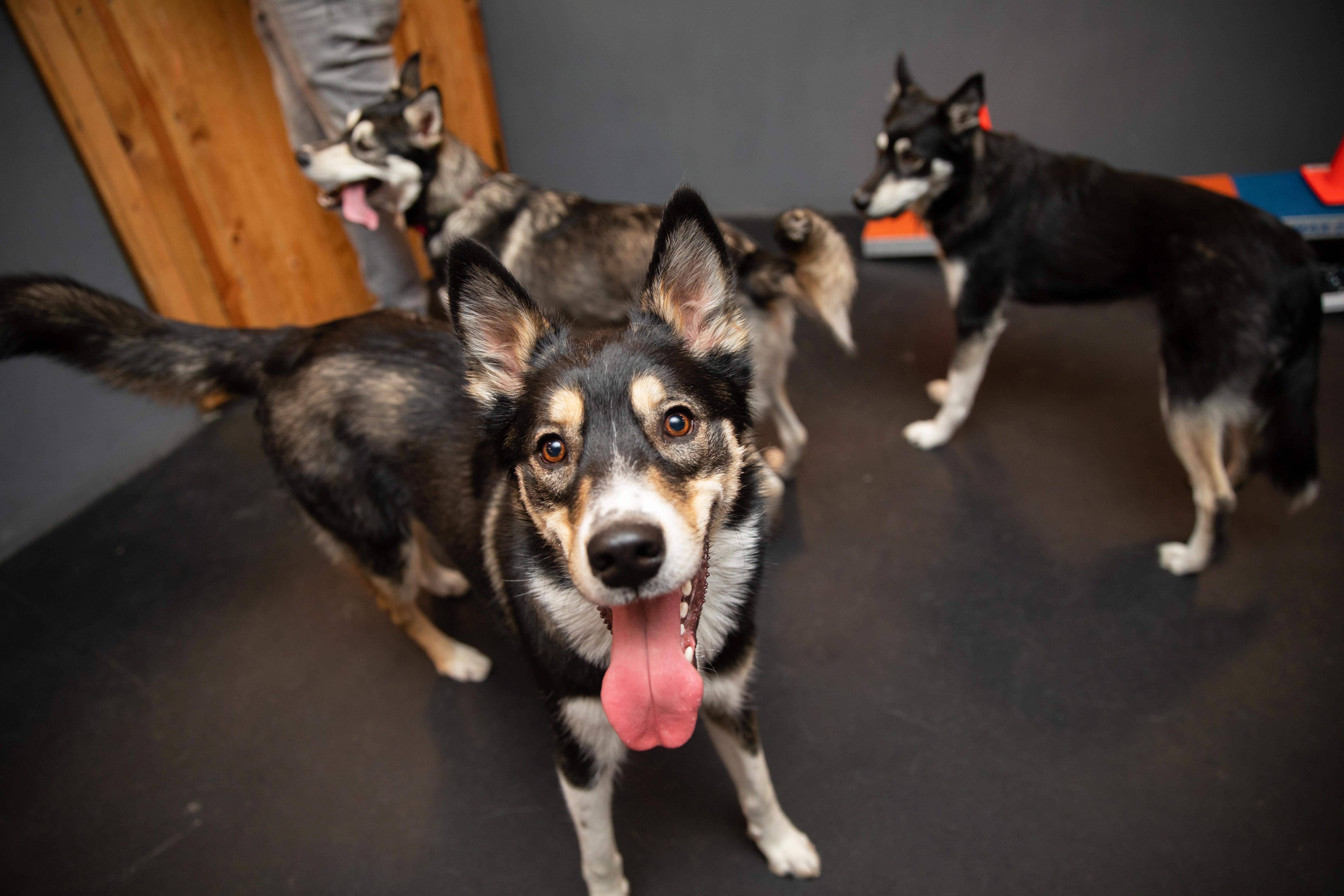 6 smile-worthy pet adoption stories | Best Friends Animal Society