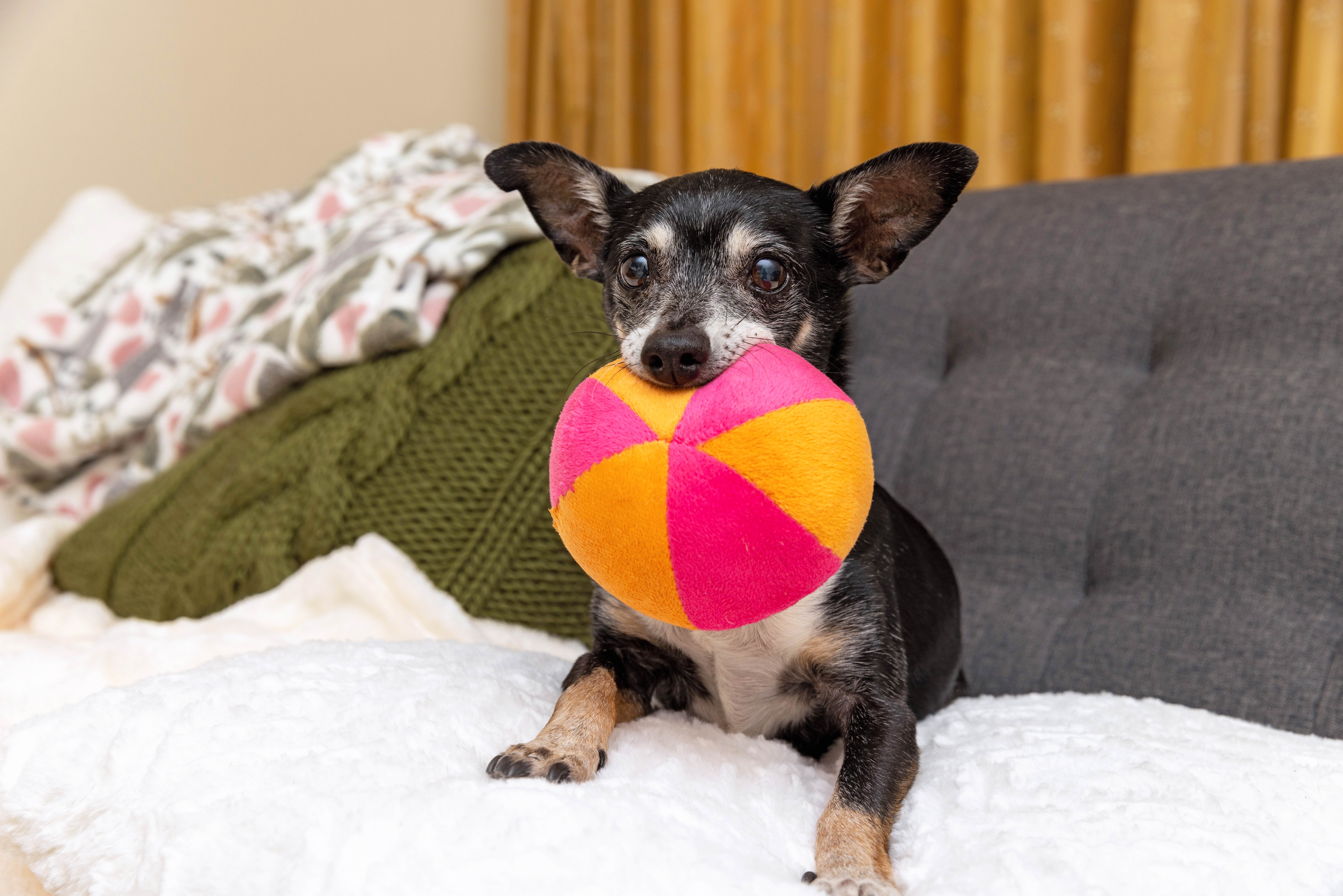 6 updates from furry friends and their new families | Best Friends ...