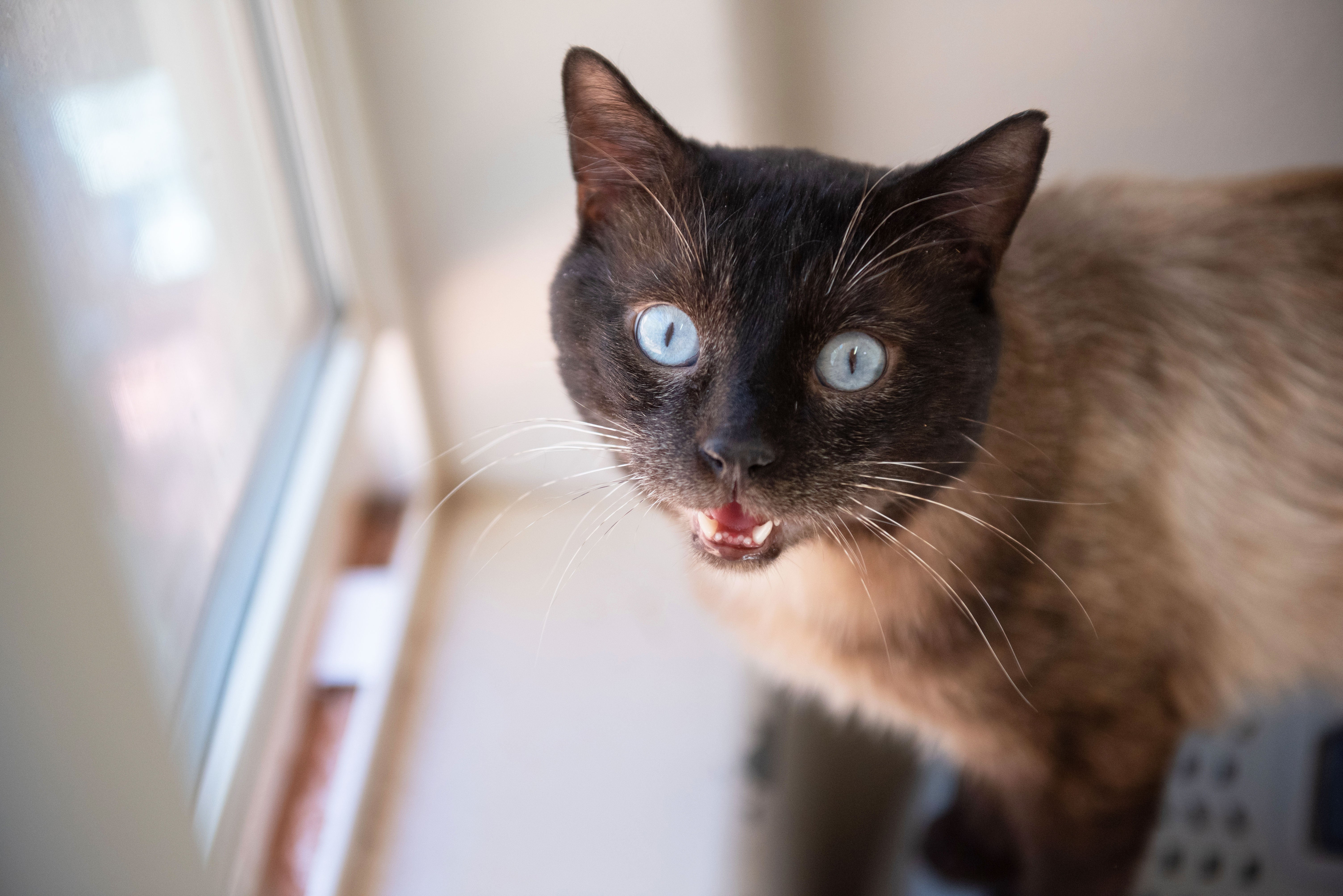 Positively precious pet adoption updates | Best Friends Animal Society