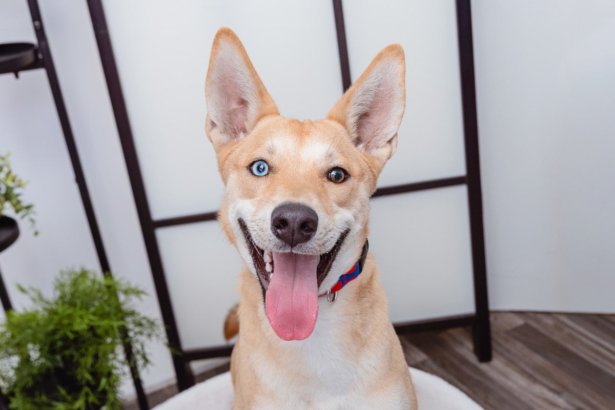 Meet 5 adopted pets who are blossoming at home | Best Friends Animal ...