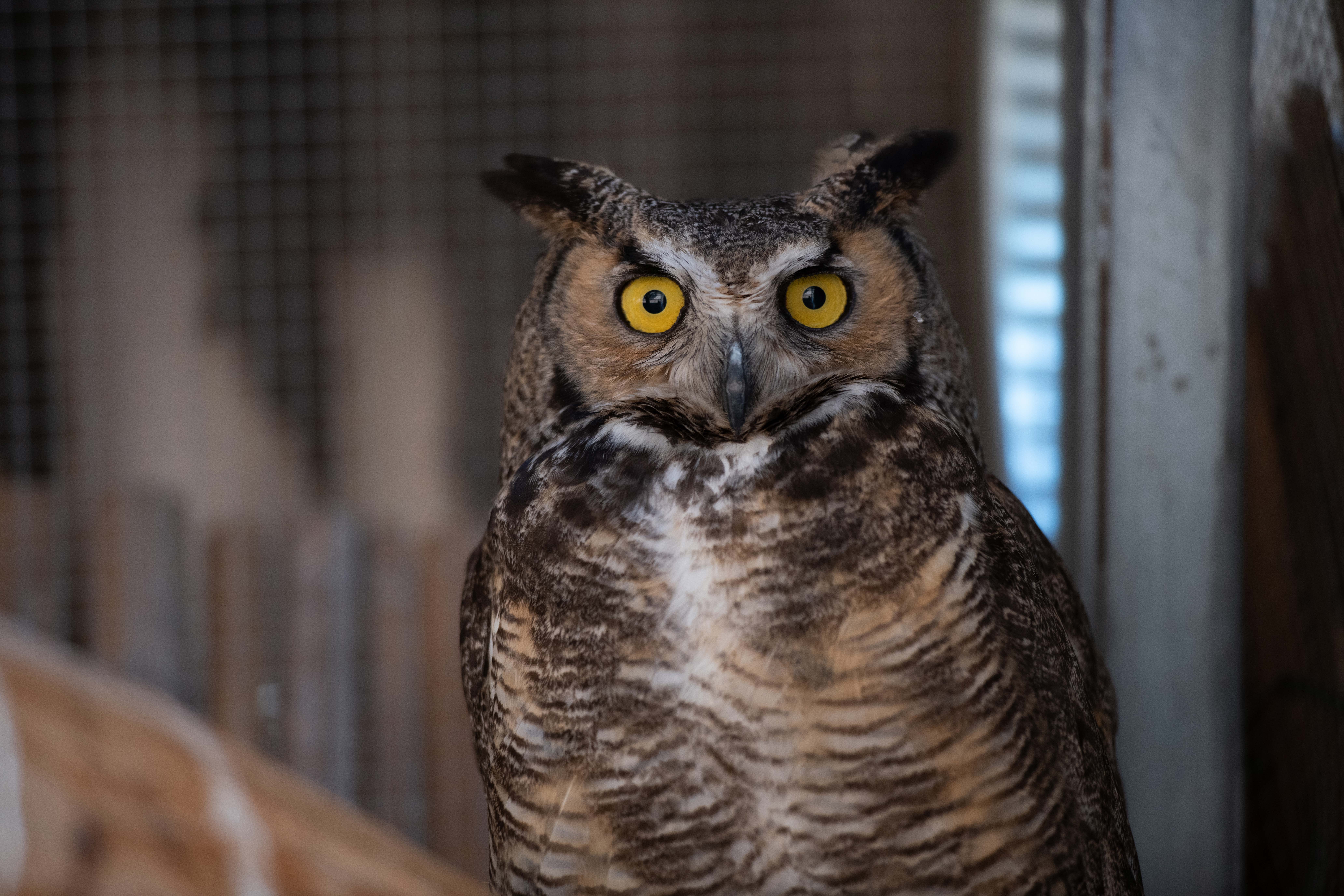An owl's rare return to Best Friends Animal Sanctuary | Best Friends ...