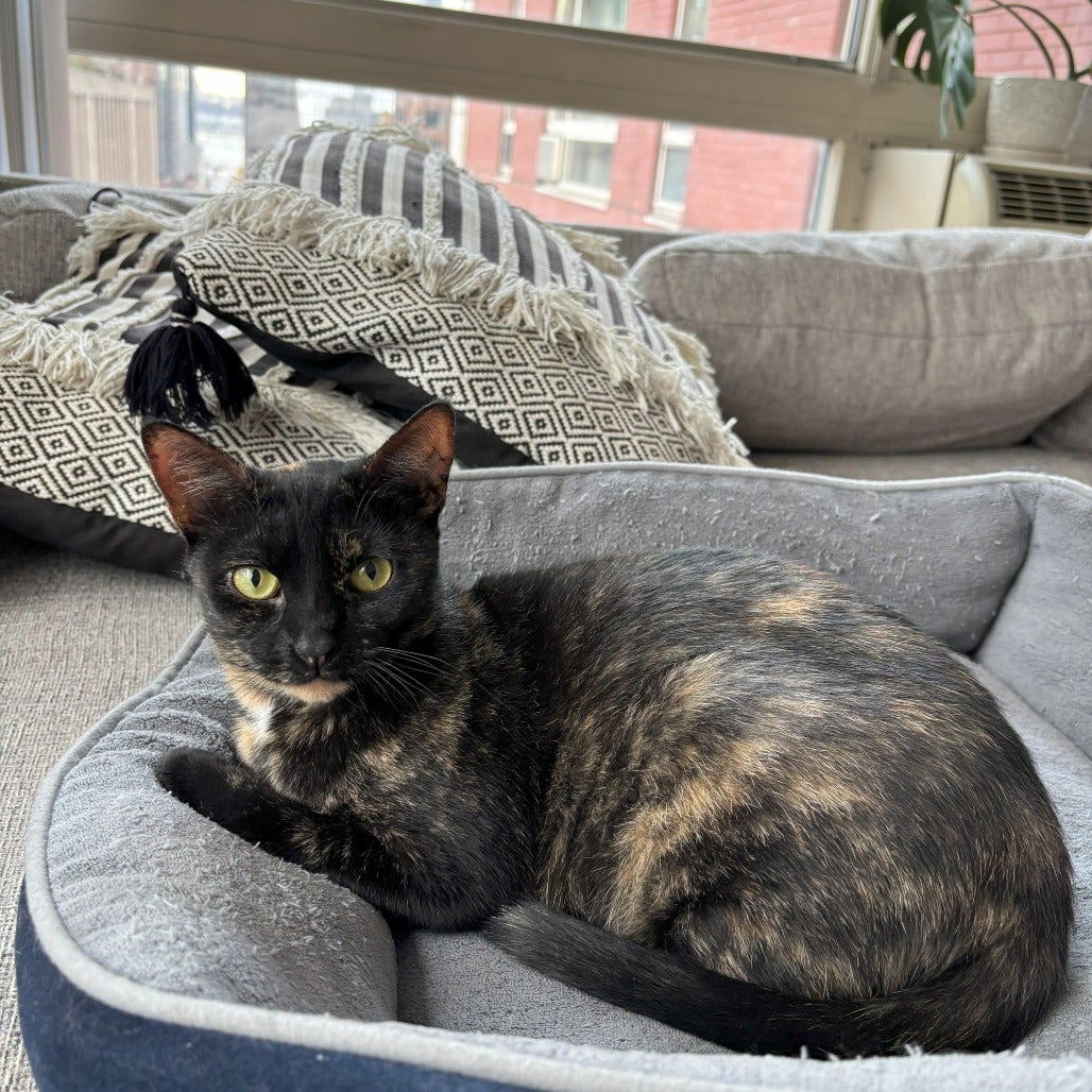 Life is sweet for once-shy cat | Best Friends Animal Society