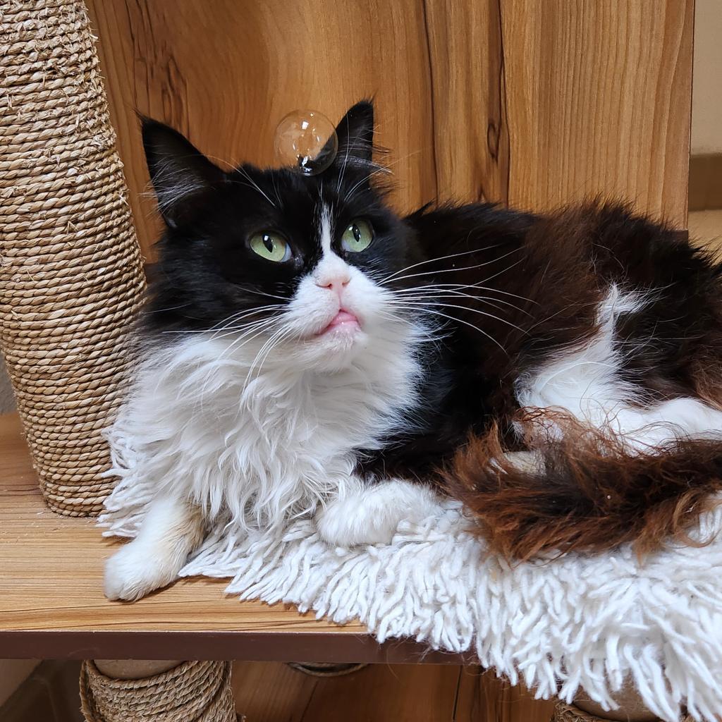 Faces of No-Kill: Cat doesn't let illness dull her shine | Best Friends ...