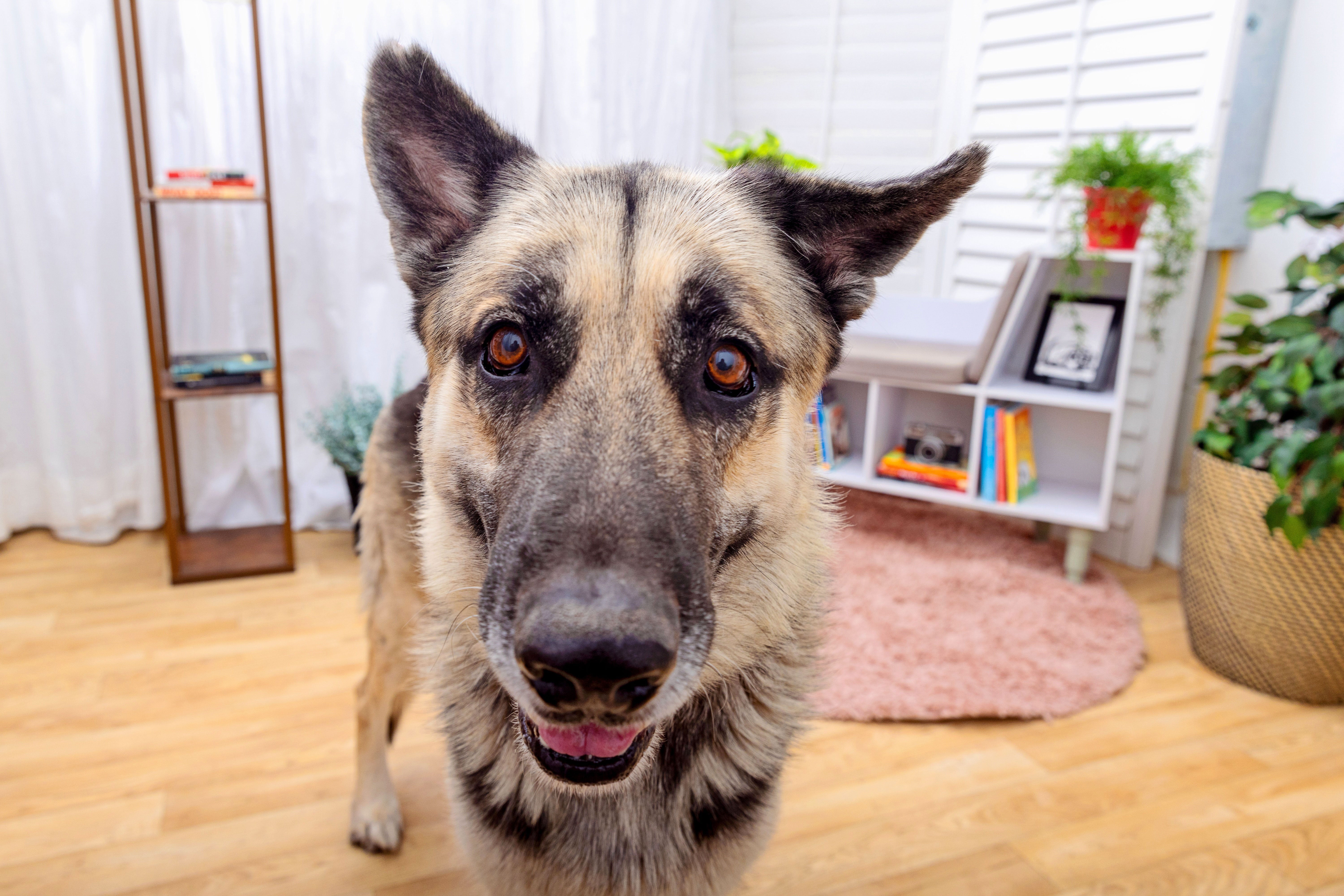 3.4% fewer animals were killed in shelters so far in 2024 | Best ...