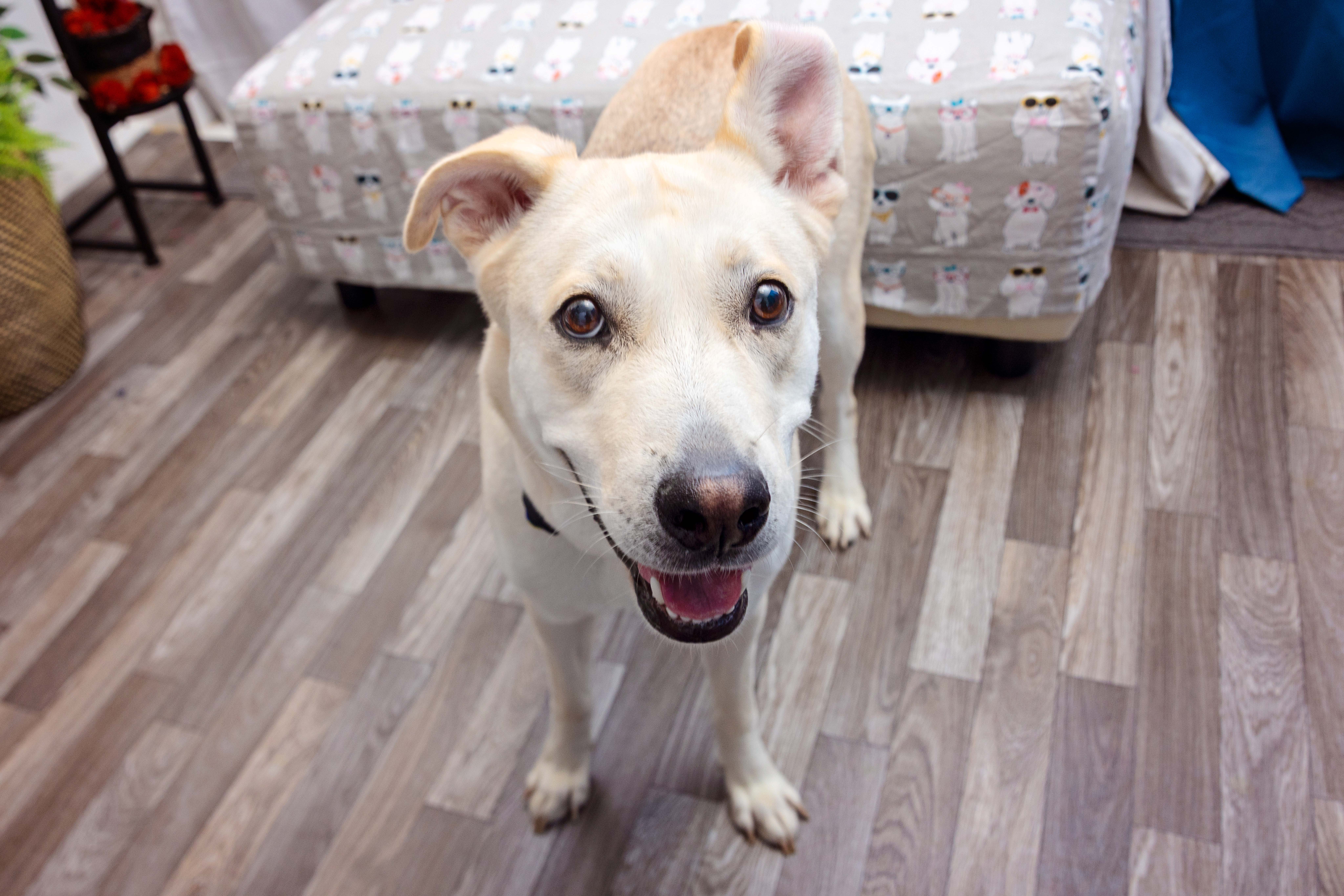 Book reviews: Pets who come to our rescue | Best Friends Animal Society