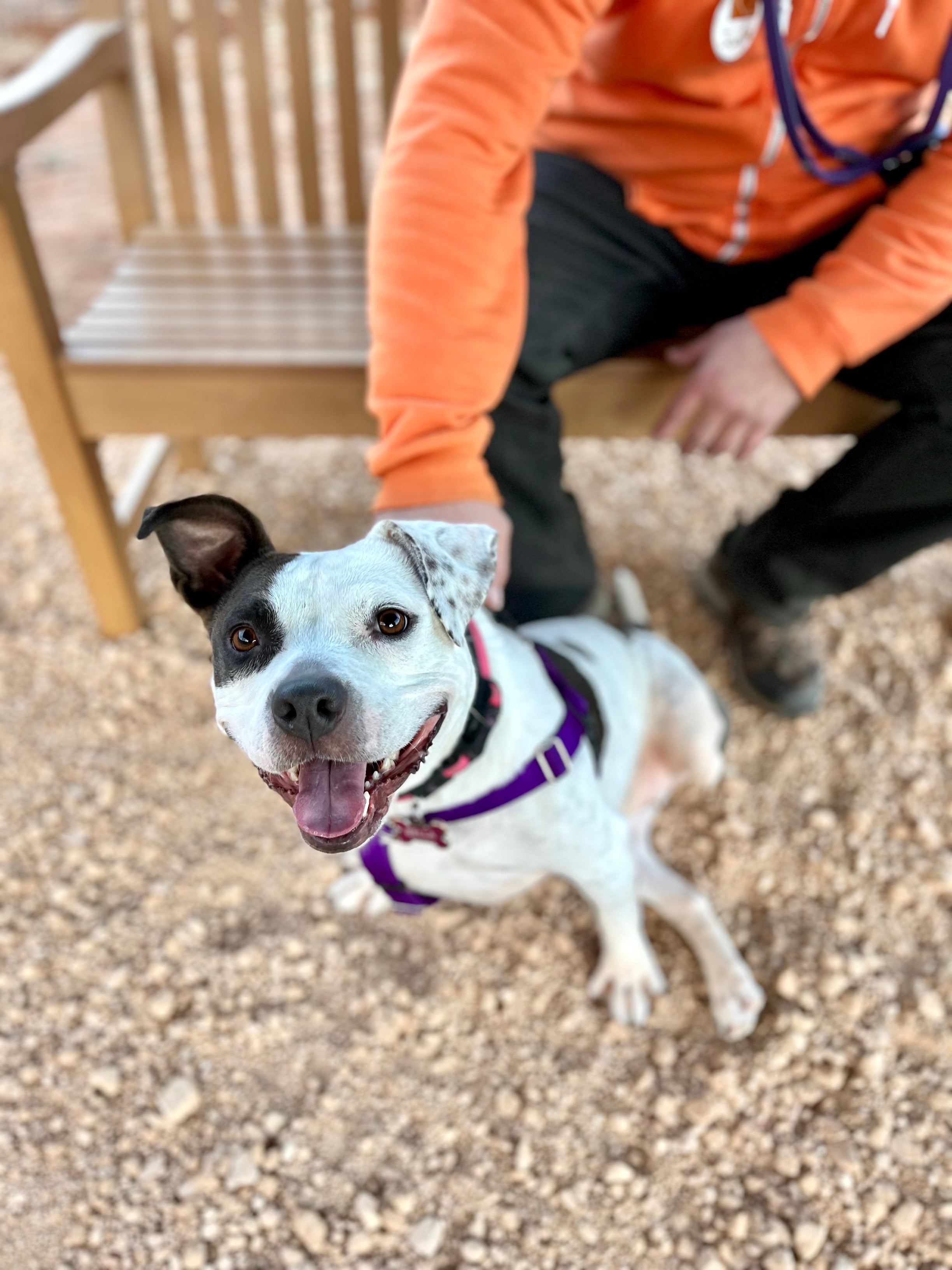 Faces of No-Kill: Survivor dog Bella, 2 years later | Best Friends ...