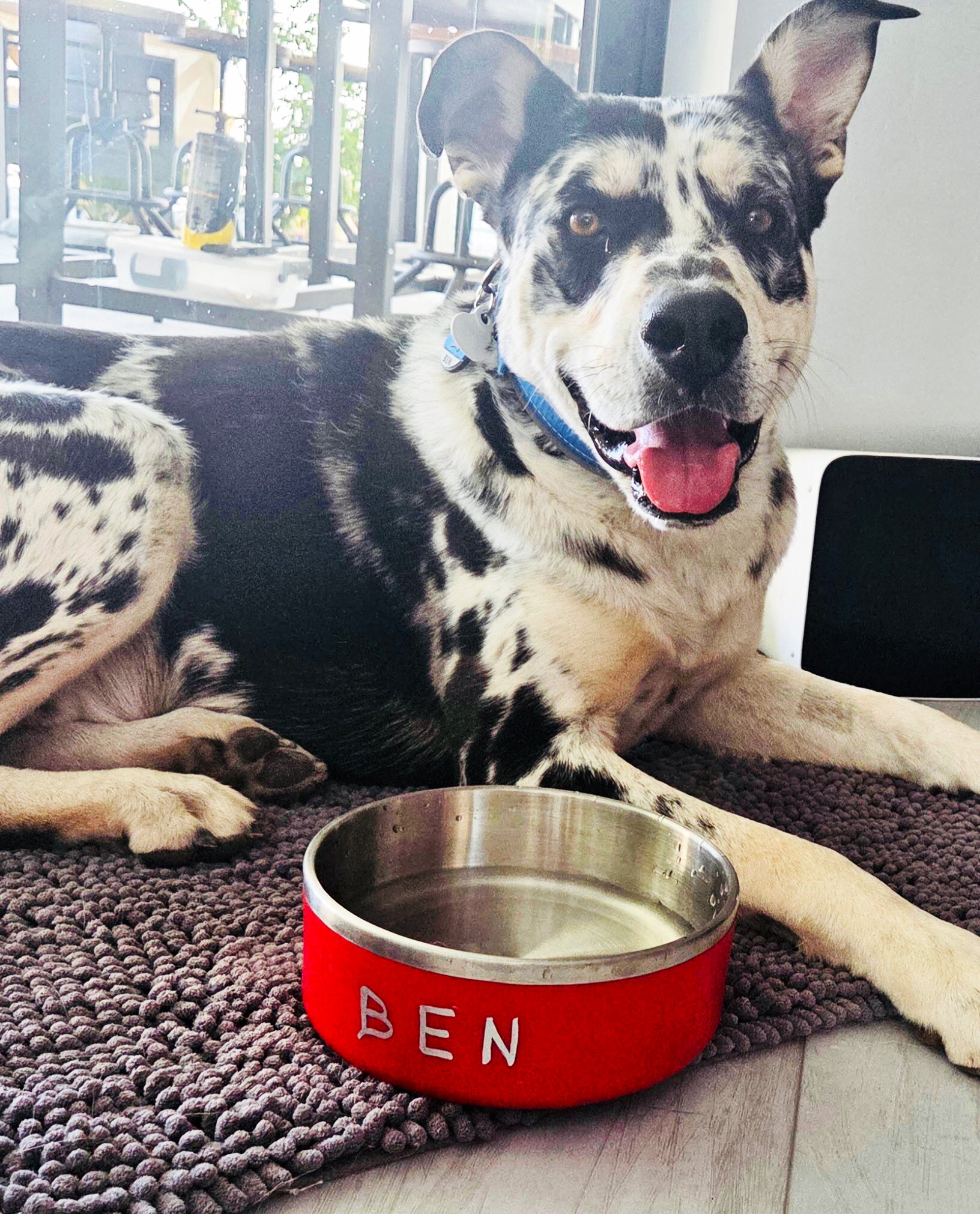 Bridge to Home Animal Rescue | Best Friends Animal Society